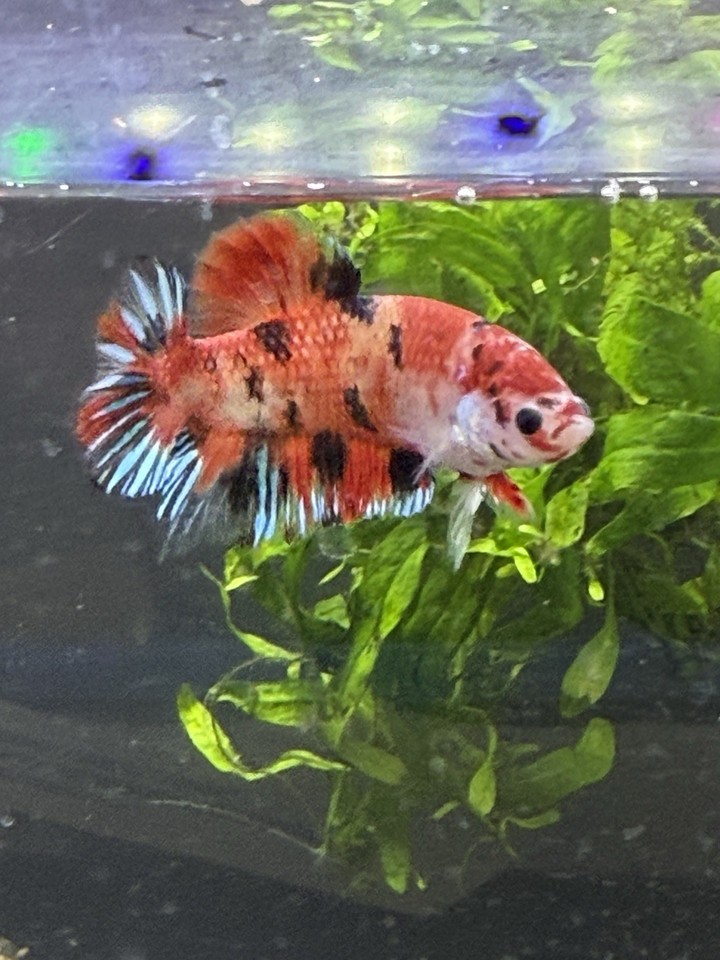 Male Betta Live Fish Spotted Koi Galaxy USA HMPK | eBay