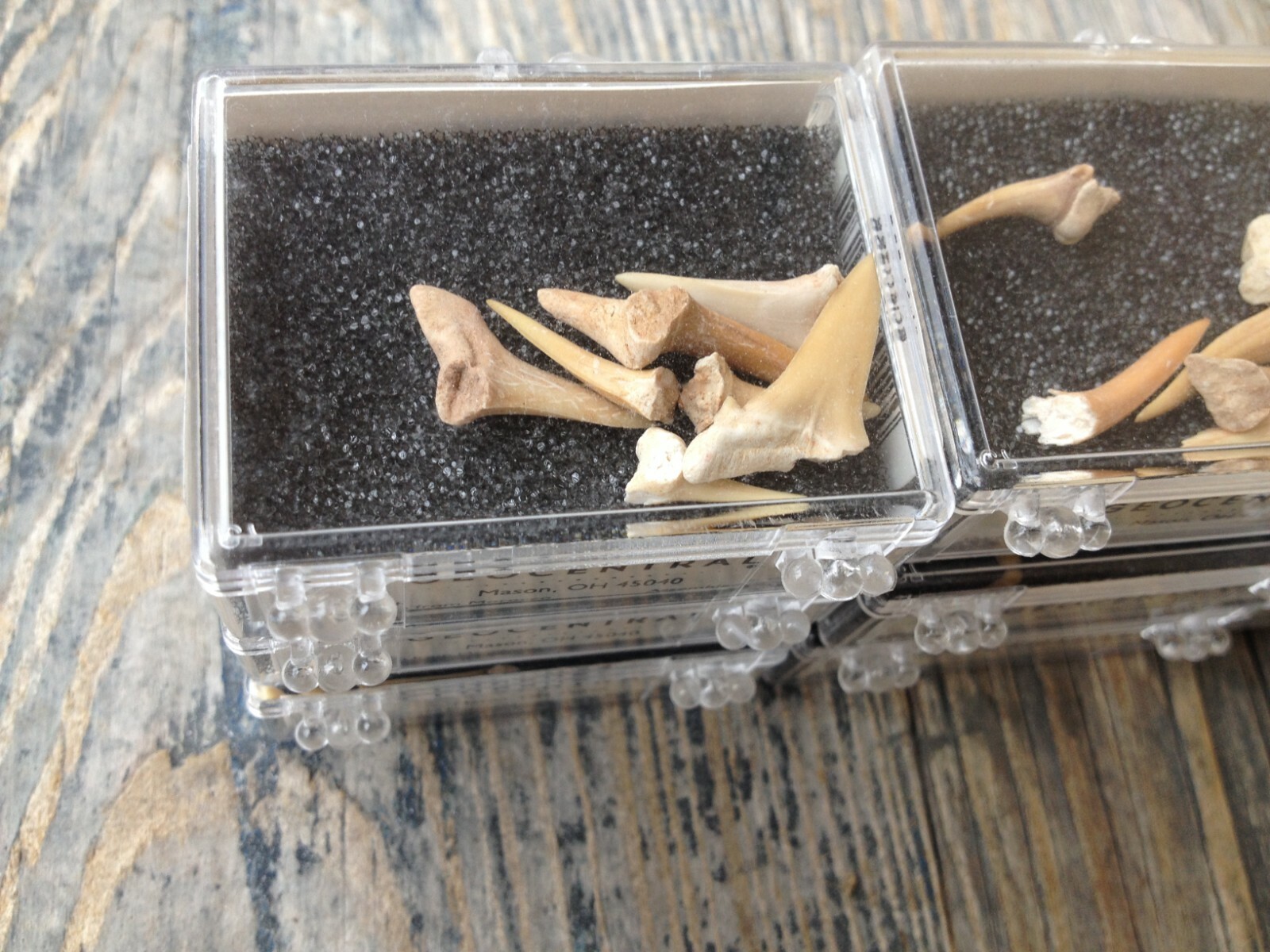 9 NEW BOXES W/ AUTHENTIC FOSSILIZED SHARK TEETH MOROCCO / PARTY FAVORS ...