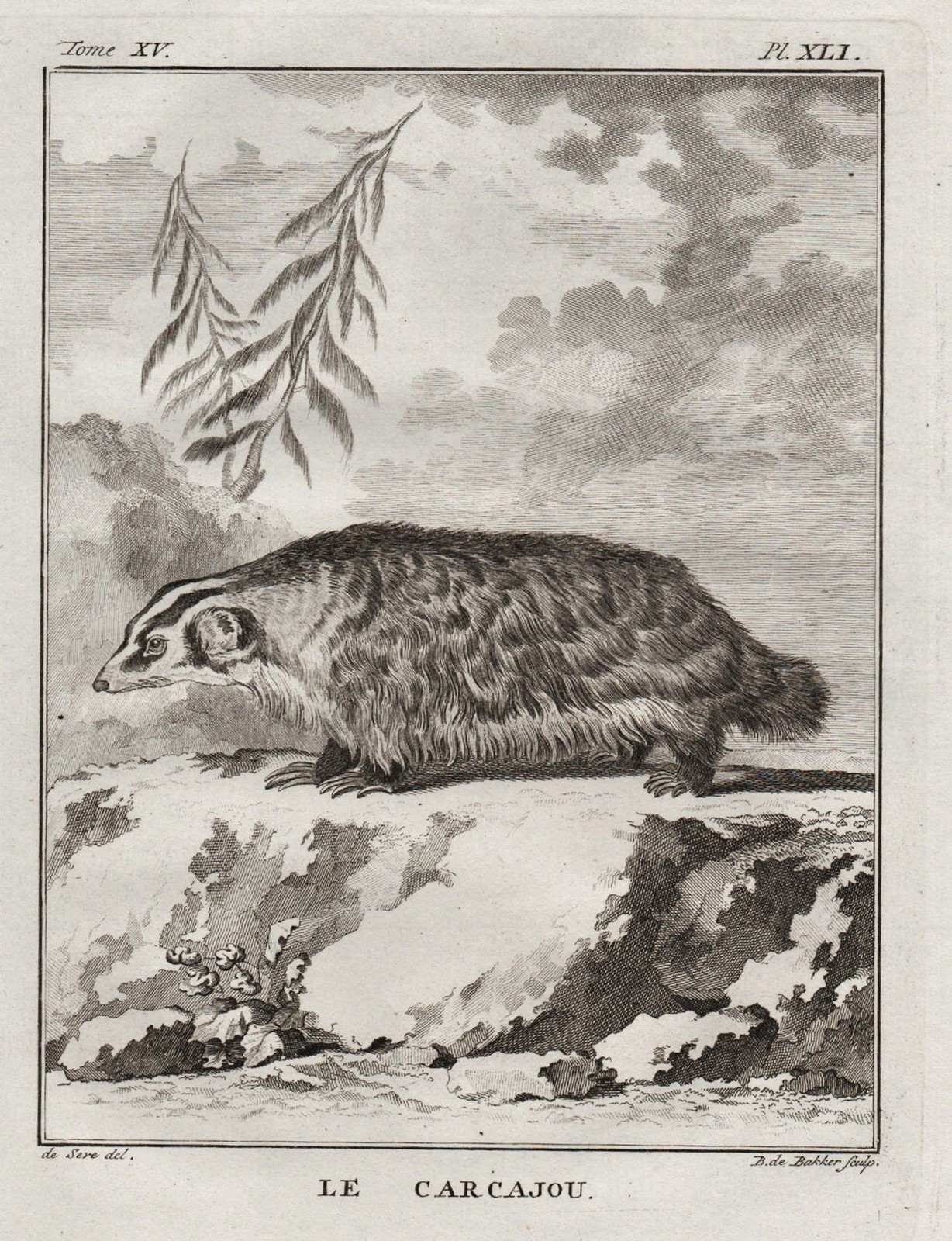 Wolverine Animals Engraving Copperplate Engraving Buffon 1780 | eBay