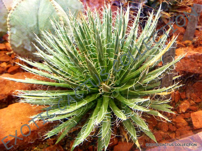 RARE AGAVE TOUMEYANA bella sunflower aloe exotic succulent cacti seed ...