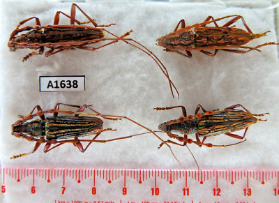 A1638. Unmounted insects: Cerambycidae sp. Vietnam. Yen Bai | eBay