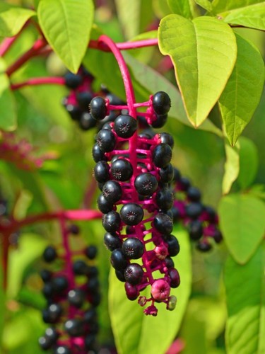 Pokeweed Seeds (Phytolacca americana) Native Shrub - 100 Seeds | eBay