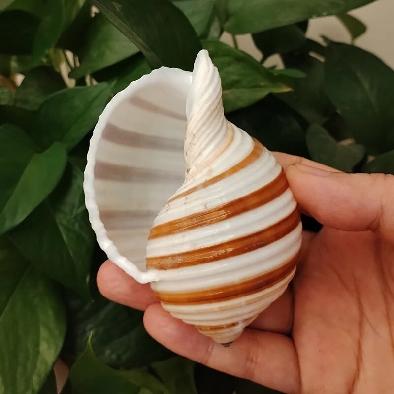 Large Natural Tonna Sulcosa Seashell Stripe Shell Rare Real Beach Deco ...