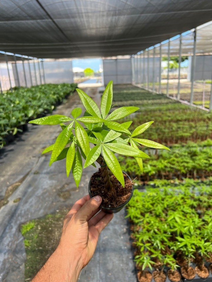 Money Tree Braided | Lucky Plant | Water Chestnut | Indoor & Outdoor ...