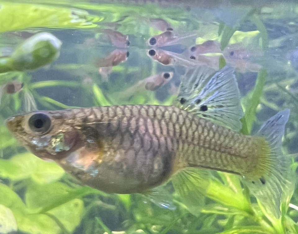 6 Fry 🔥Pink Grass Guppy .. GUPPY BEAST | eBay