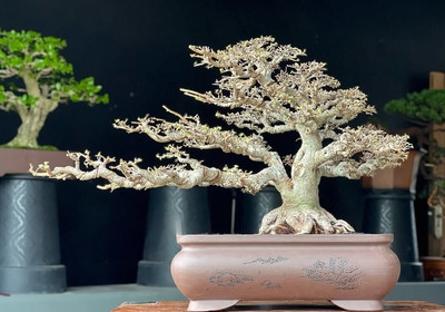 Bonsai tree || Bonsai zelcova || Japanese Elm bonsai || Medium size ...