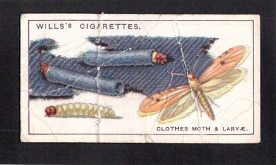 Y0454 Clothes Moth and Larvae #8 Did You Know Will's cigarette card ...