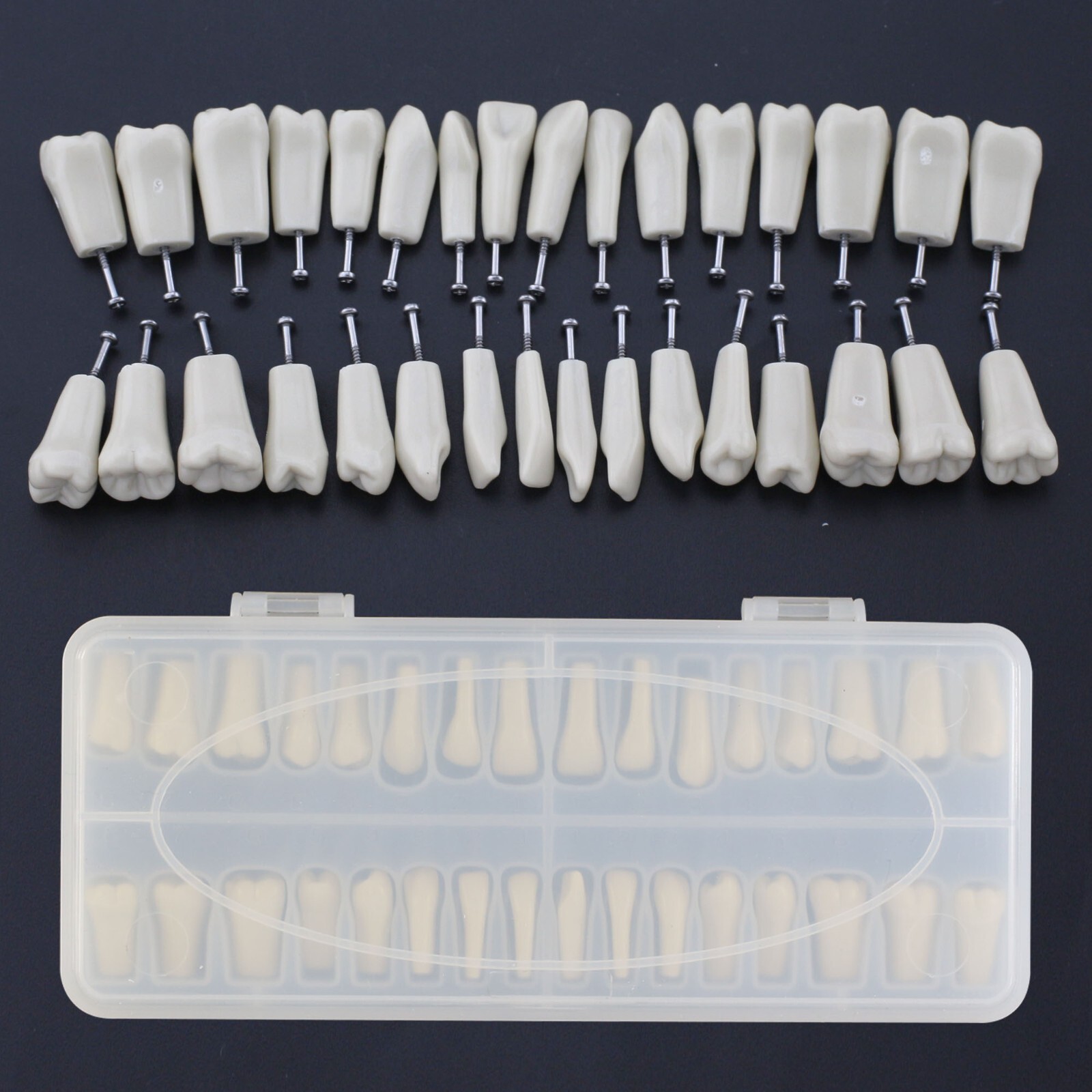 Columbia Dentoform 860 Type Dental Typodont Model With 32pcs Removable ...