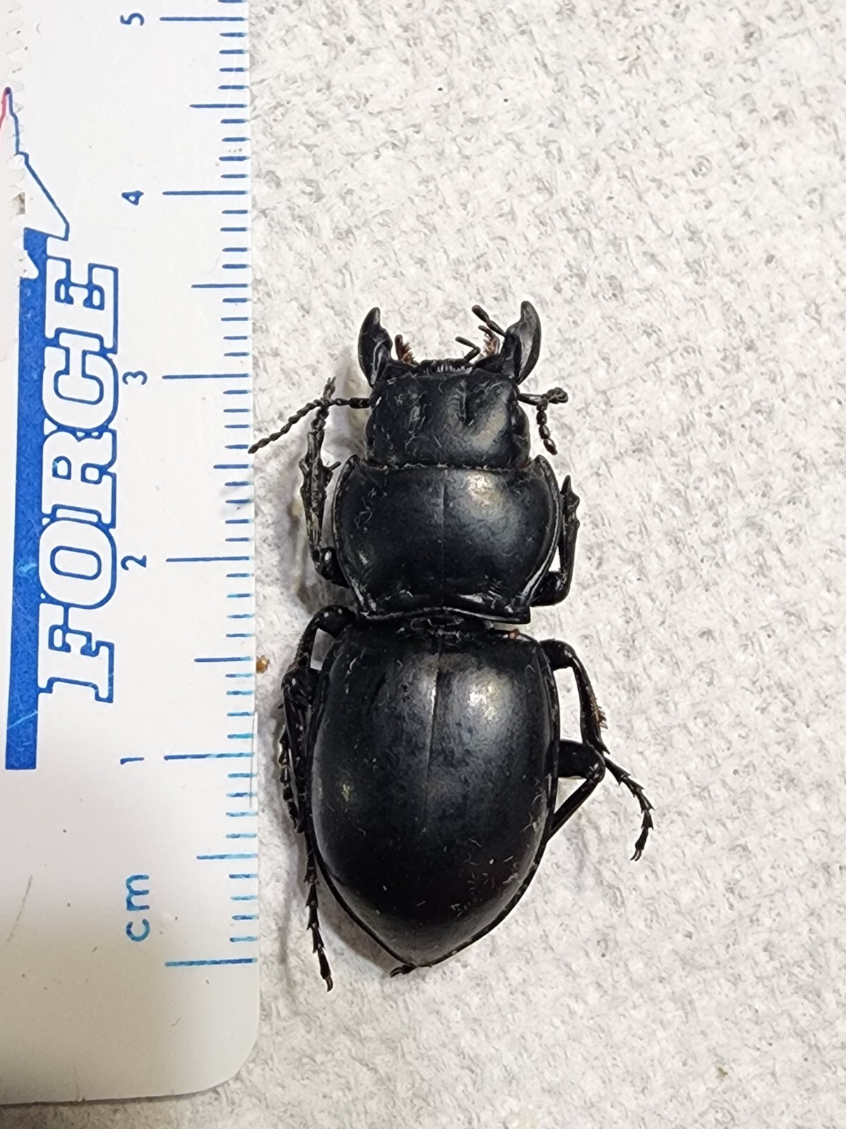 Carabidae Pasimachus californicus 32.87mm Arizona #PC2 Carabid Beetle ...