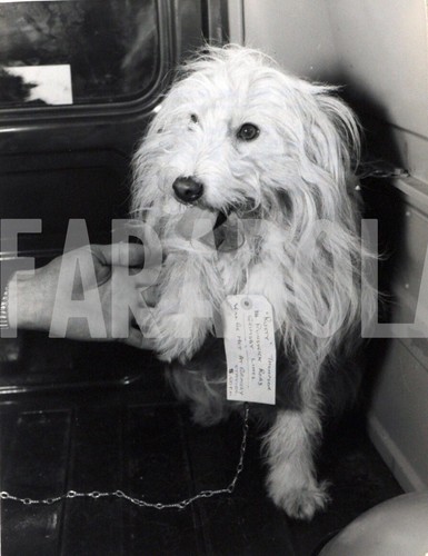 Photo de presse vintage Chien 1955 Le Chien Rusty Retour À Maison ...