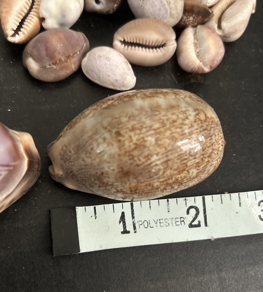 Cowrie Sea Shells Assorted Sizes Natural Shells Lot Of 65 Shells Hawaii ...