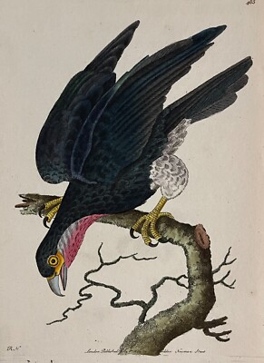 1789 Purple-Throated Falcon Shaw & Nodder Hand Colored Copper Engraving ...