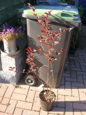 PHYSOCARPUS RED BARON Upright SHRUB Potted Flowering Dk Red 4ft-ish UK ...