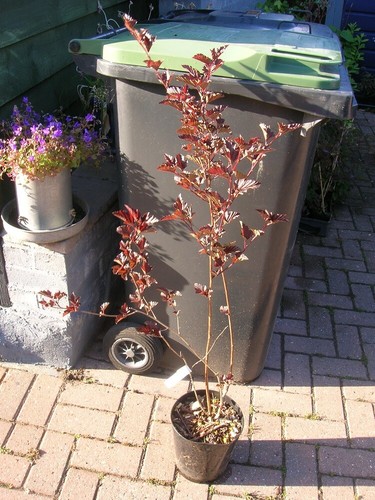 PHYSOCARPUS RED BARON Upright SHRUB Potted Flowering Dk Red 4ft-ish UK ...