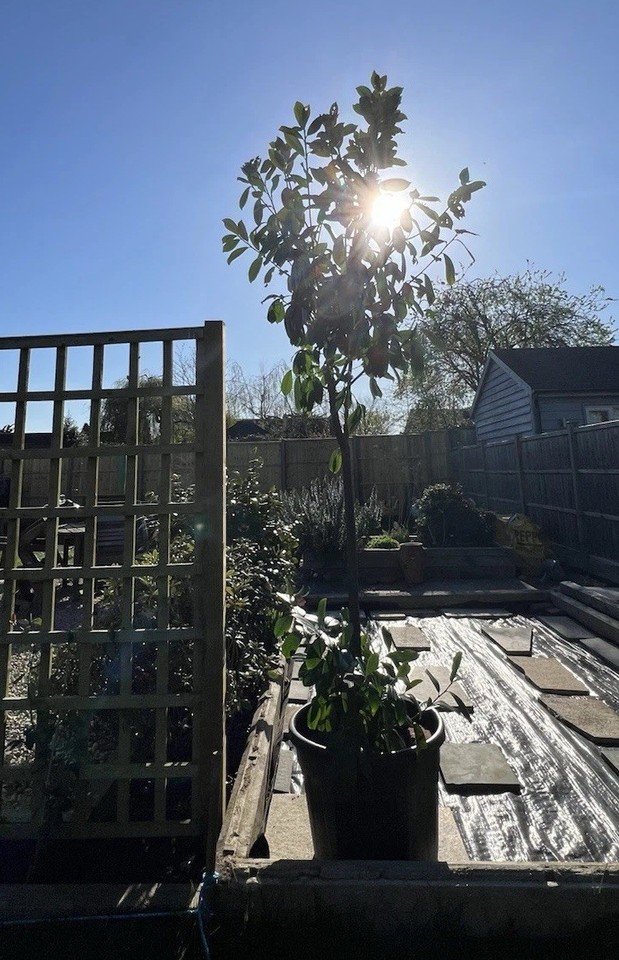 XL Mature 8ft (240cm) Cherry Laurel – Prunus laurocerasus | eBay UK