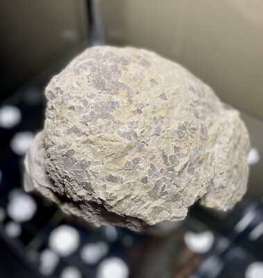 Dinosaur Egg Fossil Big Sauropod Egg In White Rock Matrix 9”x8”x4” tall ...