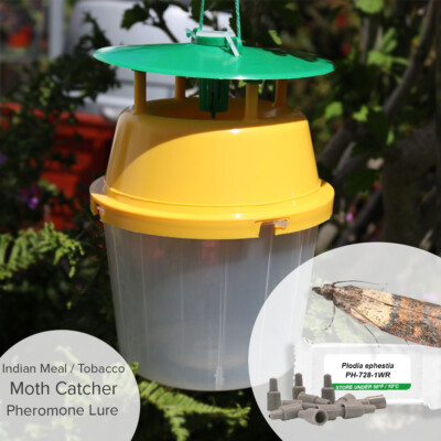 Moth Catcher Trap with 3 x Plodia ephestia (Indian Meal / Tabacco Moth ...