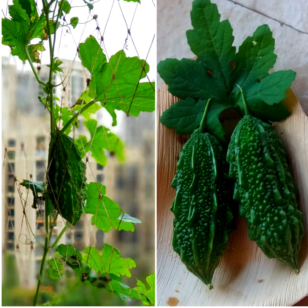 Black Dark Green Jade Bitter Gourd Melon Rare Sri Lankan Variety Non ...