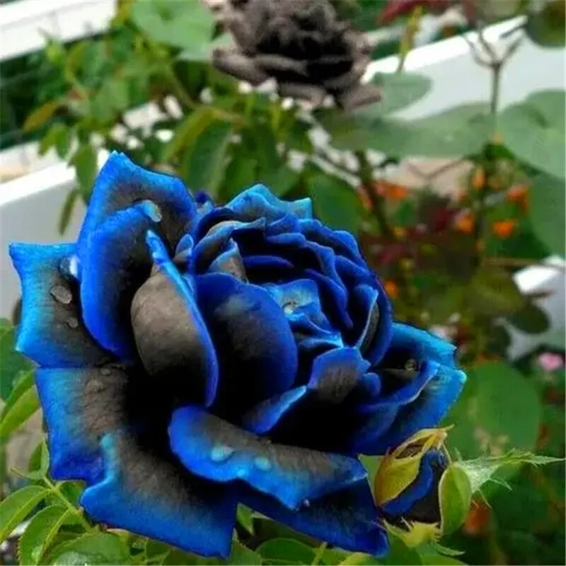 20 EXOTIC RARE ROSE SEEDS home garden flower plant bush diy sun Rosas ...