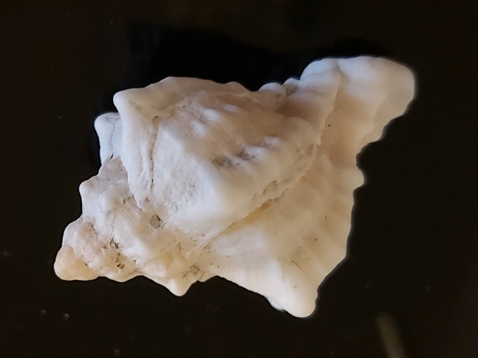 Murex Sea Shells Lot 7 Pcs Natural Seashells Rare Beach Mediterranean ...