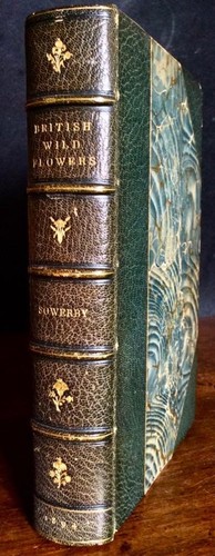 1894 BRITISH WILD FLOWERS Illustrated By JOHN SOWERBY Hand Coloured ...