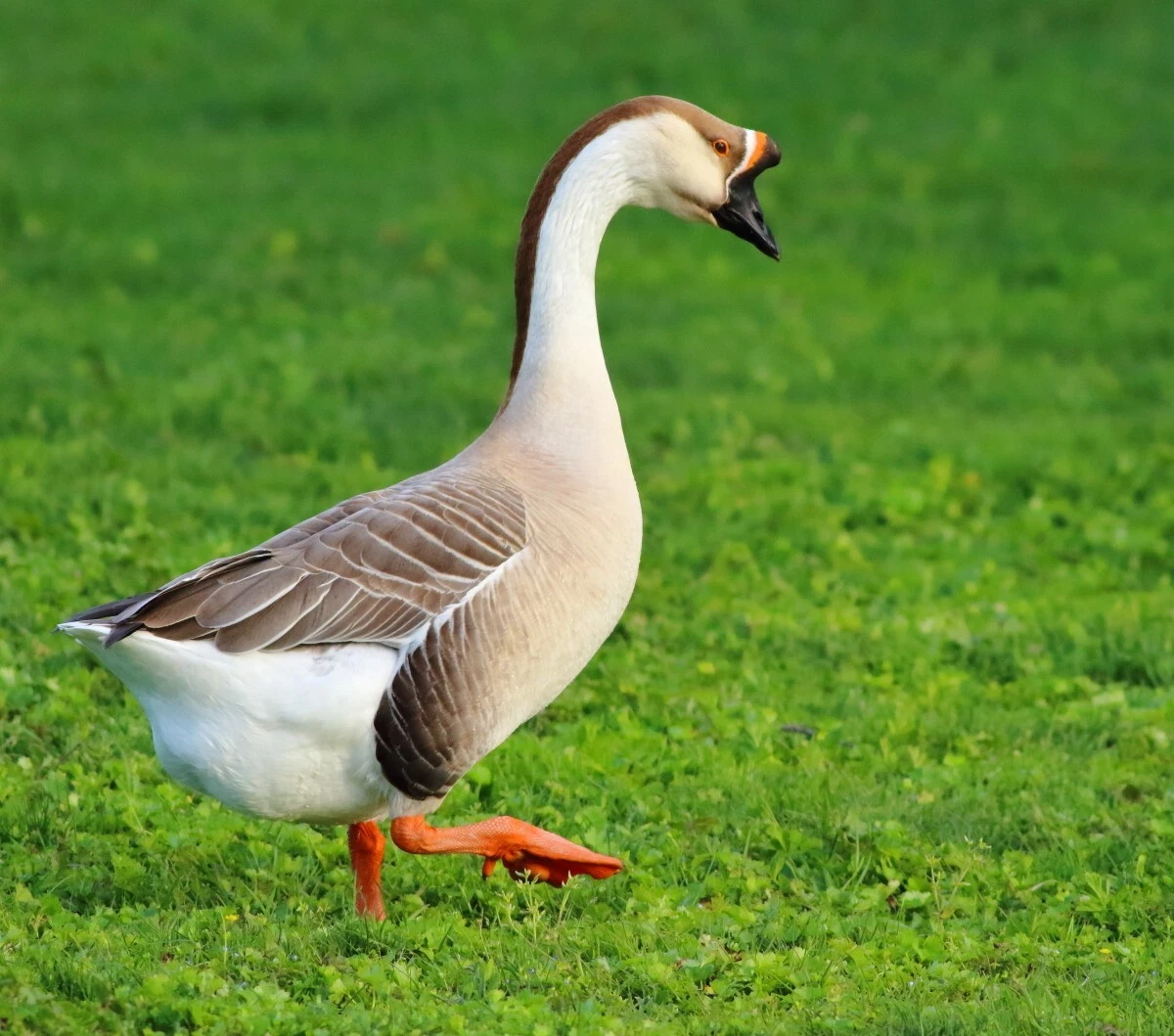 Brown Chinese Goose