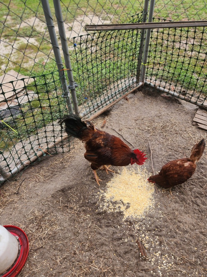 Rhode Island Red hatching eggs 10+ read entire listing | eBay