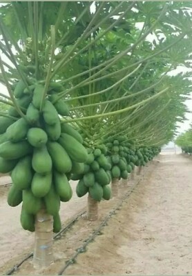 Red Lady Dwarf Papaya 200 Seeds - Rare Papaya - BI-SEXUAL | eBay Australia