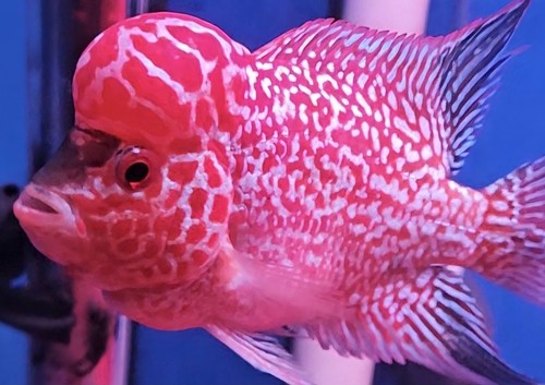 130***BEAUTIFUL RED🍎PEARLS BIG HEAD 3.8" GOLDEN BASE AAA | eBay