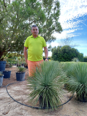 rare: yucca linéaris -18°C | eBay