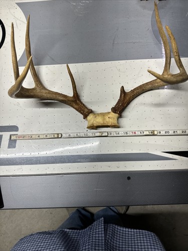 8 Point Antlers Whitetail Deer Maryland Vintage Taxidermy | eBay