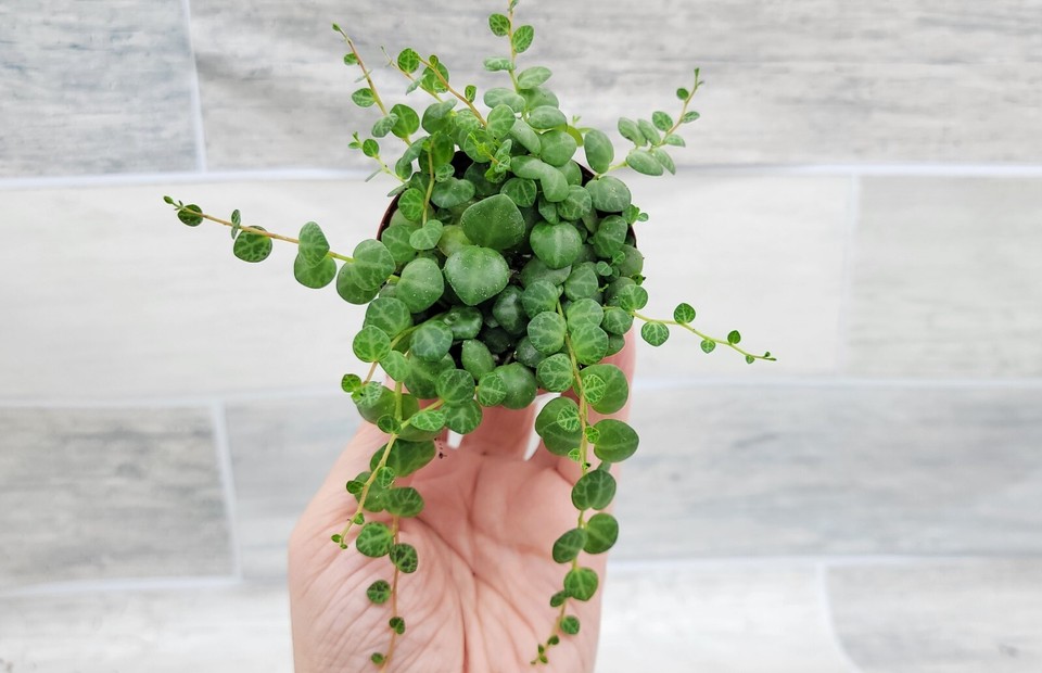 String of Turtles ,Peperomia prostrata, Charming Miniature Trailing in ...