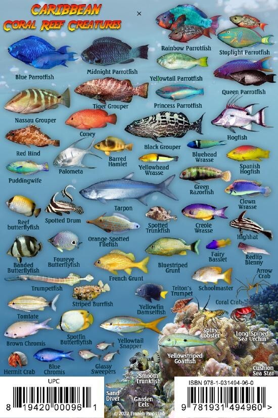Franko Caribbean Sea Reef Creatures Guide Waterproof Fish ID Card 4" x ...