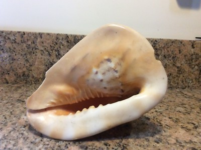 Large Old Sea Shell | eBay