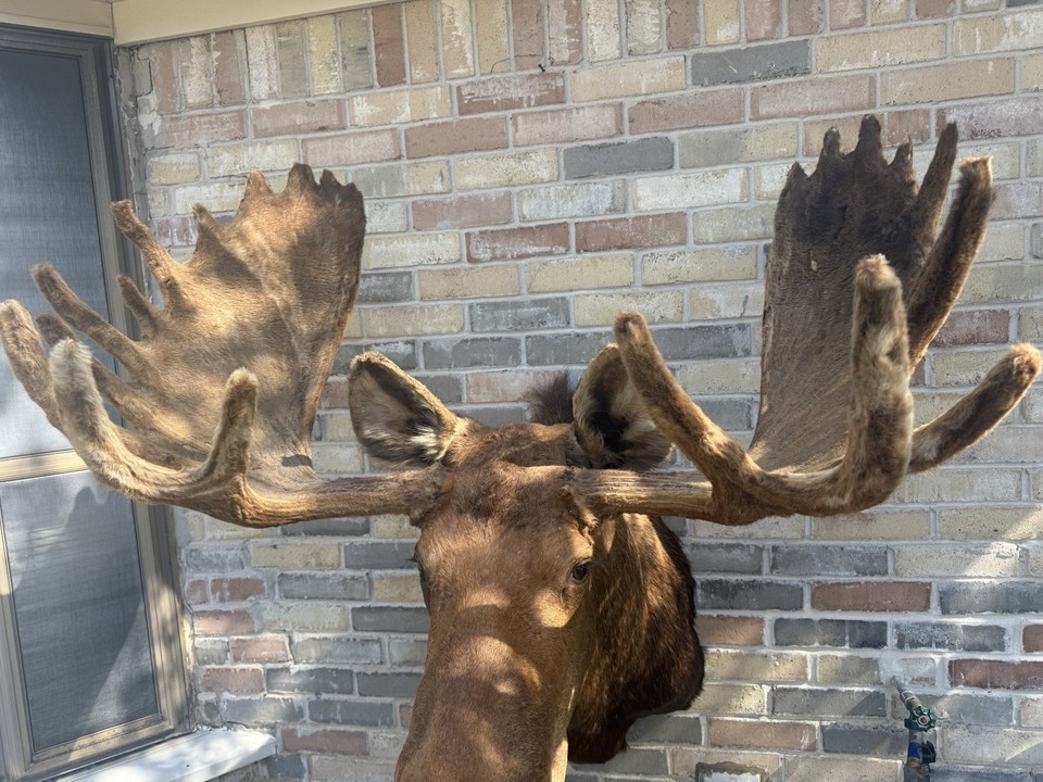 Alaskan Bull Moose In VELVET Shoulder Mount Taxidermy Antler Huge | eBay