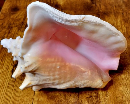 Natural Queen Conch Shell Pink-Clean | eBay