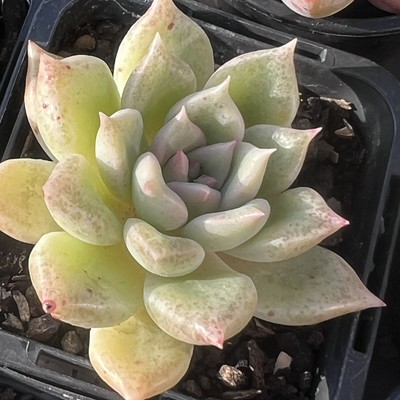 Arzee Multi Head Echeveria Single Head succulent Plant | eBay