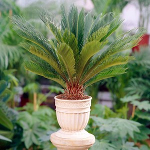 Perennial Cycas Revoluta - Sago Palm | Home or Office Plant (30-40cm ...