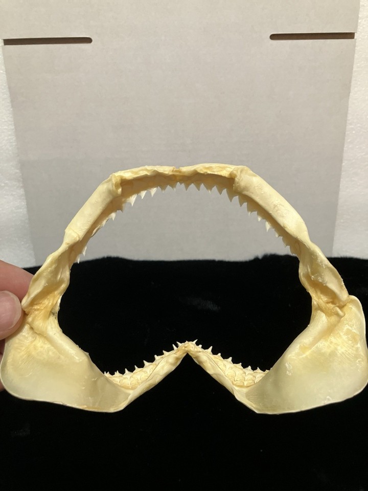BULL SHARK JAW. Professionally Cleaned. 5 + Inches Across. Great ...