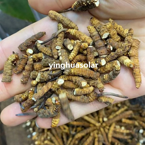 1g Tibetan Nagqu Wild Cordyceps Sinensis Dong Chong Xia Cao Broken | eBay