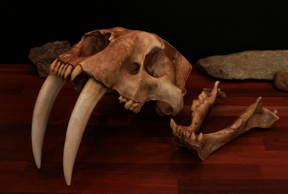 Sabertooth Cat Replica Skull (Full Sized) including display base - FREE ...