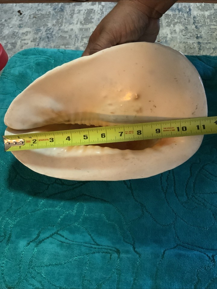 RARE VINTAGE LARGE 11” 6 Lb HAWAIIAN HORNED King Helmet CONCH SHELL | eBay
