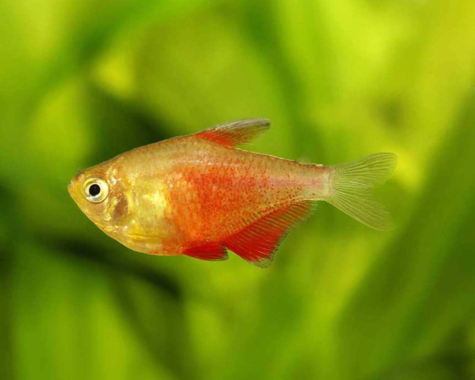 Orange Von Rio Flame Tetra (Hyphessobrycon flammeus) - Live Fish | eBay
