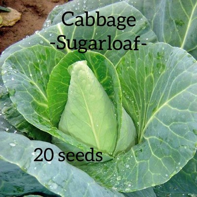 Cabbage SUGARLOAF Vegetable Garden Plant x20 Seeds | eBay Australia