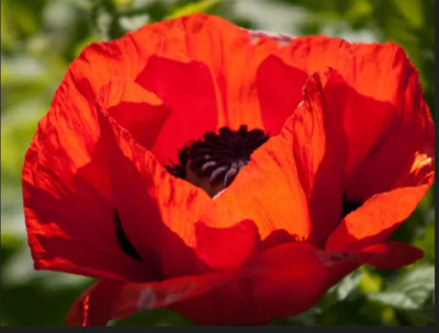 100 Seeds RED TURKISH POPPY Heirloom | eBay