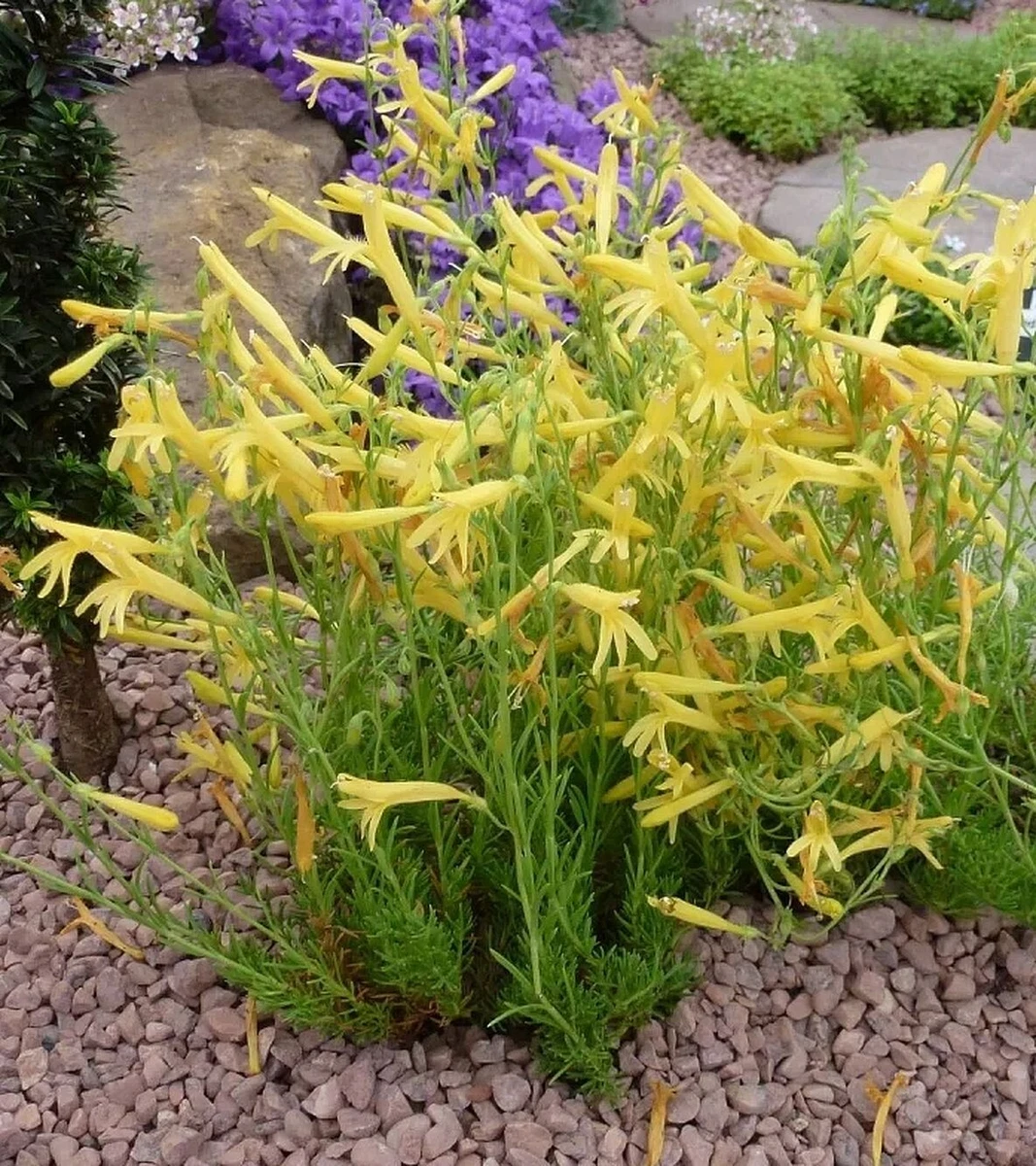 Penstemon Pinifolius