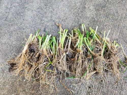60 Garlic Chives Live Plant Bare Roots, Hardy Perennial Herb 韭菜老根 | eBay