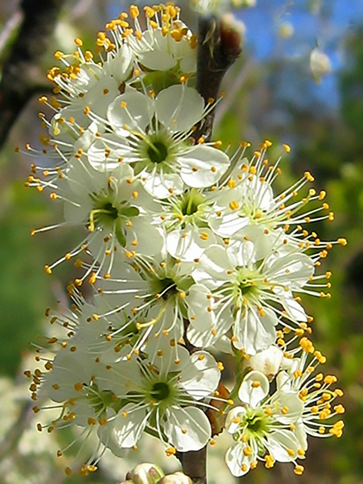 Beach Plum, Prunus maritima, Shrub Seeds (Showy, Edible, Hardy, Fast ...