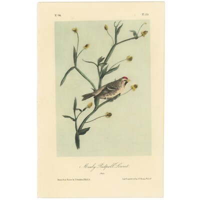 Audubon Birds Octavo 2nd Ed 1856 h/c lithograph Pl 178 Mealy Redpoll ...