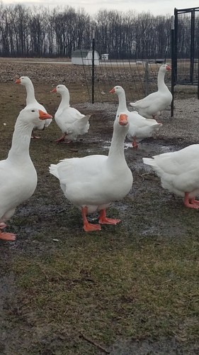 6 White Embden Goose Hatching Eggs | eBay
